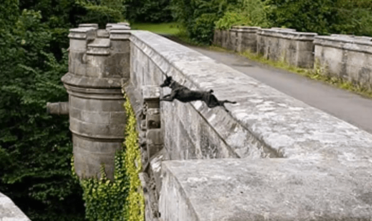 Puente de los Perros Suicidas